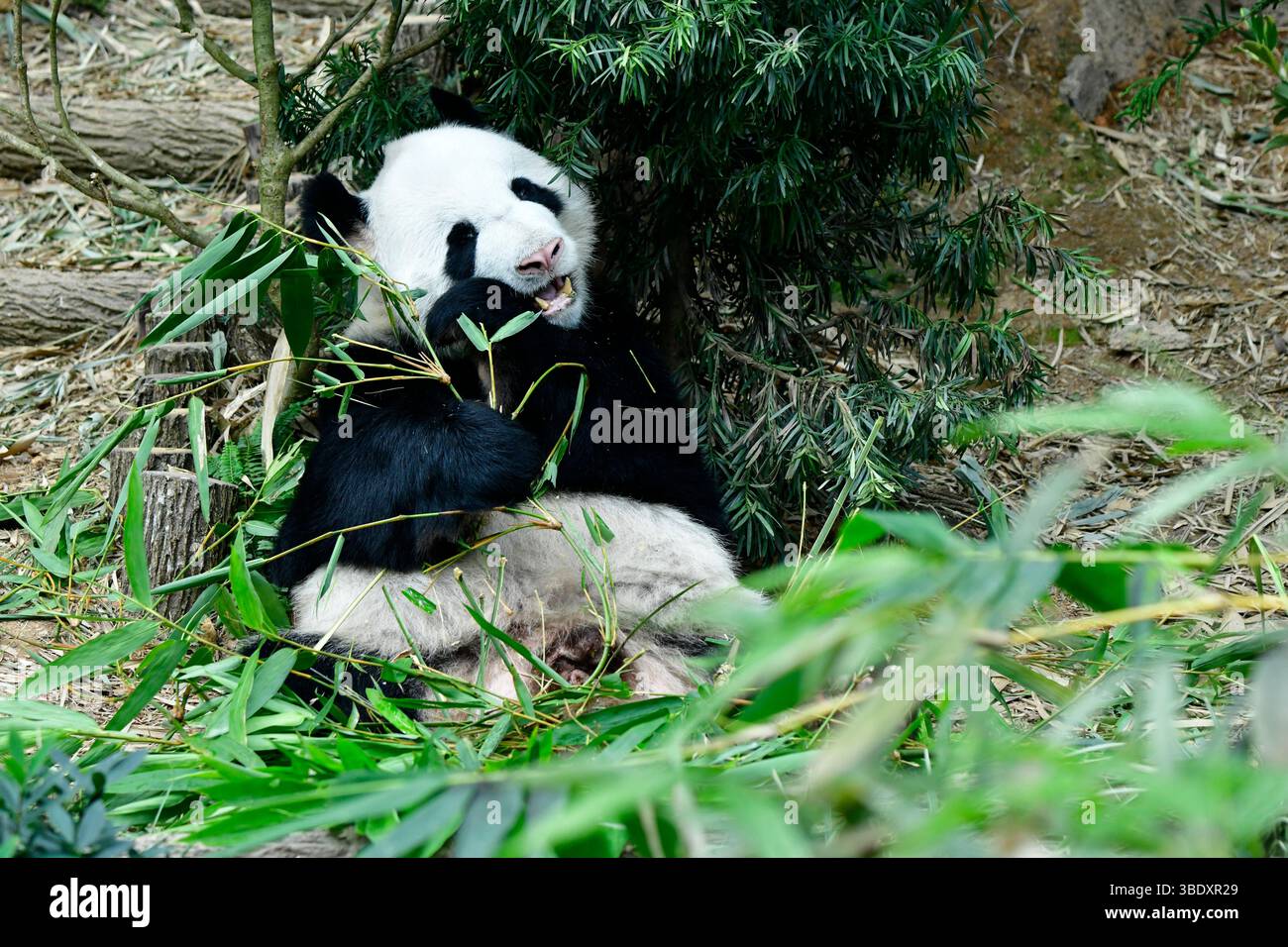 Panda in a zoo in Singapore Stock Photo - Alamy