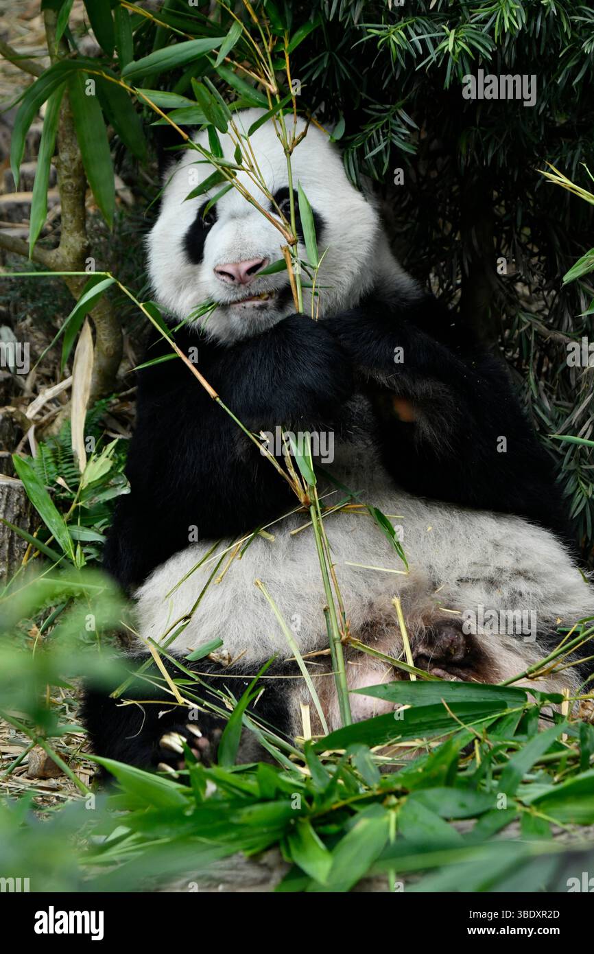 Panda in a zoo in Singapore Stock Photo - Alamy
