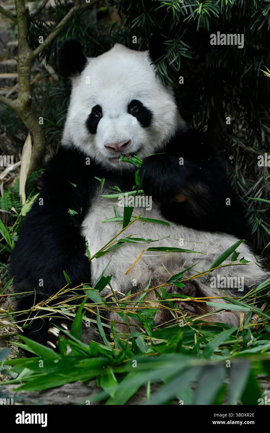 Panda in a zoo in Singapore Stock Photo - Alamy