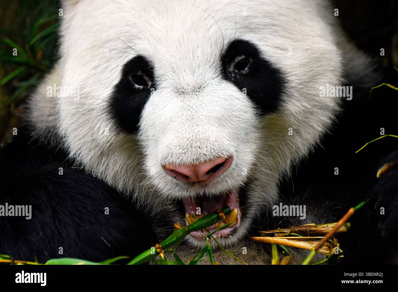 Panda in a zoo in Singapore Stock Photo - Alamy