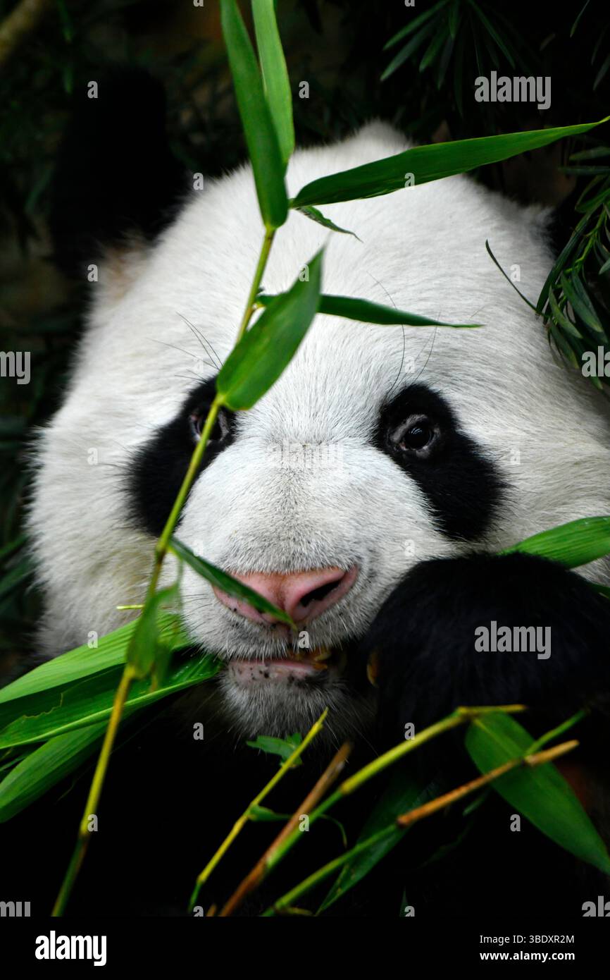 Panda in a zoo in Singapore Stock Photo - Alamy