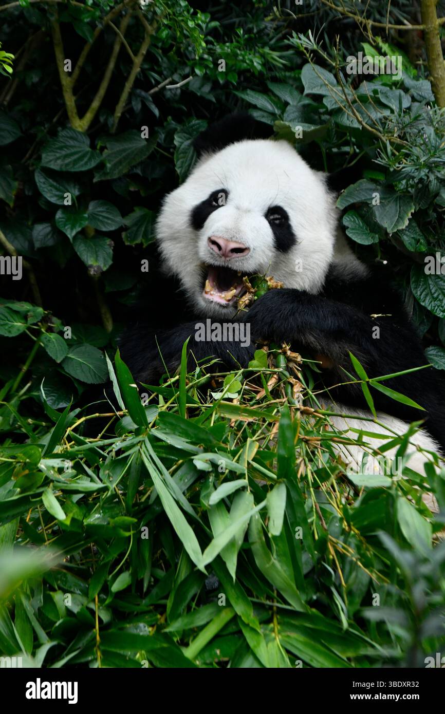 Panda in a zoo in Singapore Stock Photo - Alamy