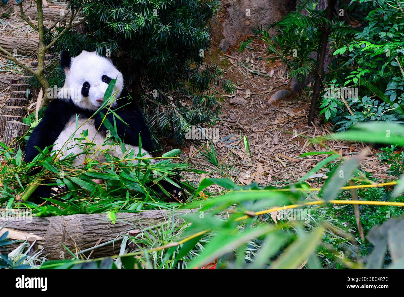 Panda in a zoo in Singapore Stock Photo - Alamy
