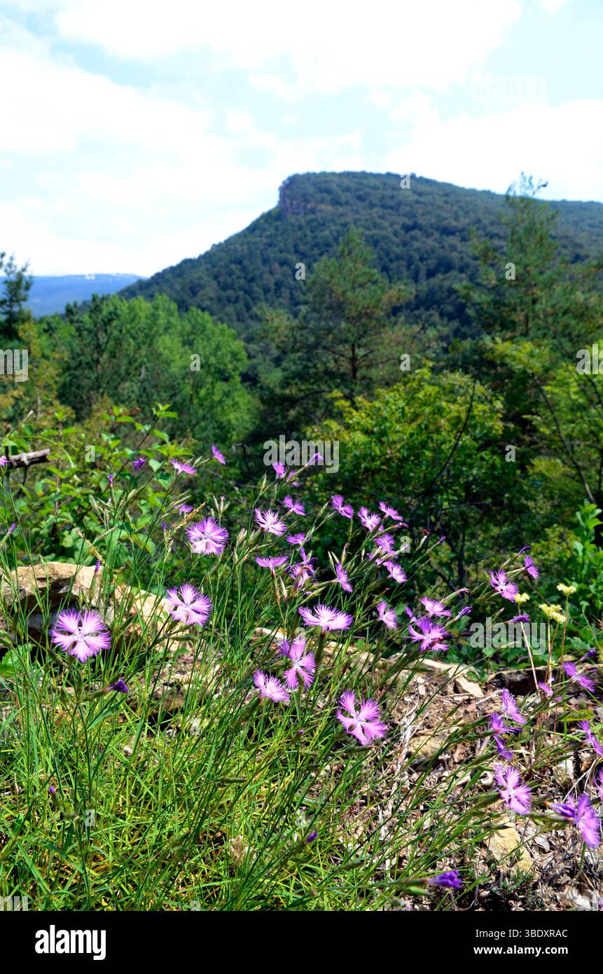 Pink flowers of the fringed pink (Dianthus hyssopifolius) growing among ...