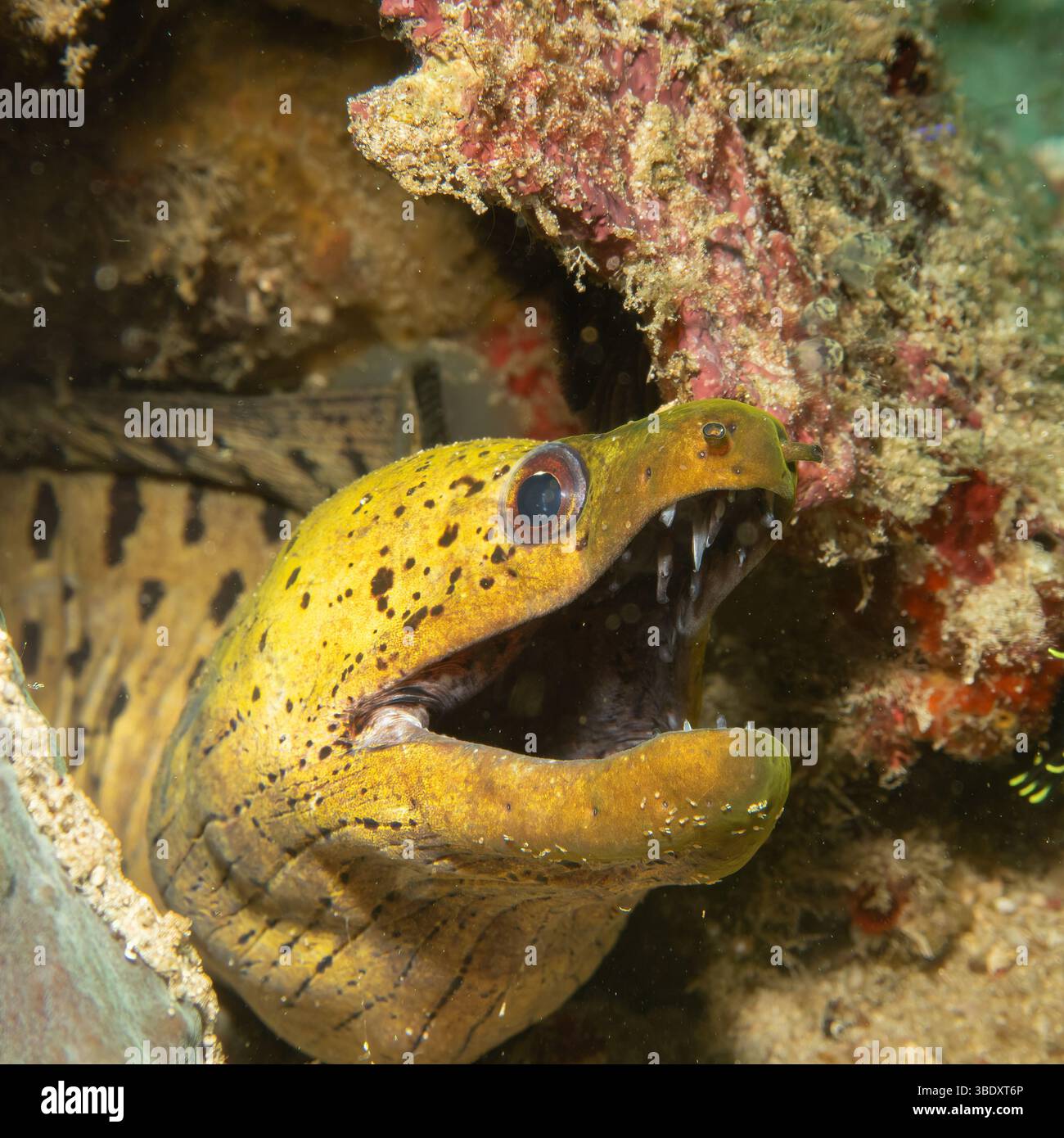 A close-up photo of a yellow Fimbriated moray with open mouth looking ...