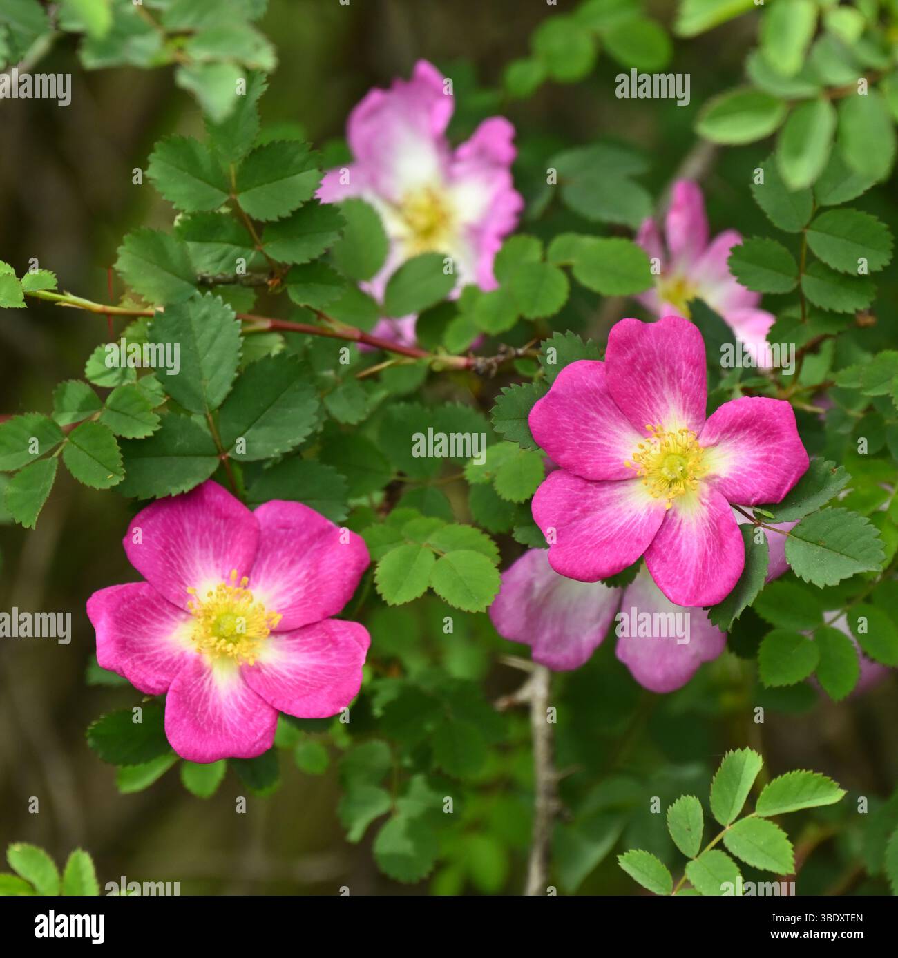 Vivid pink and white single early summer flowers of common alpine rose ...