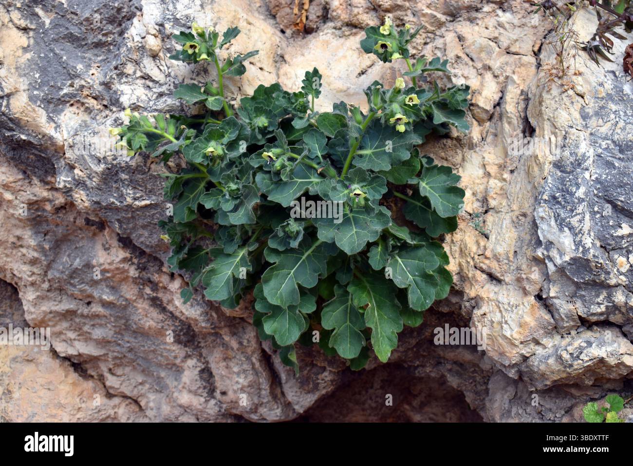 The Henbane plant (Hyoscyamus niger), a toxic, hallucinogenic and ...