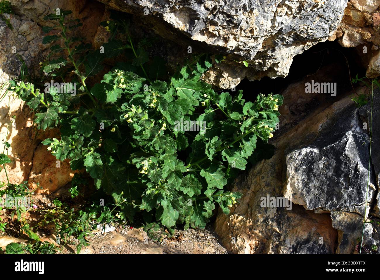 The Henbane plant (Hyoscyamus niger), a toxic, hallucinogenic and ...