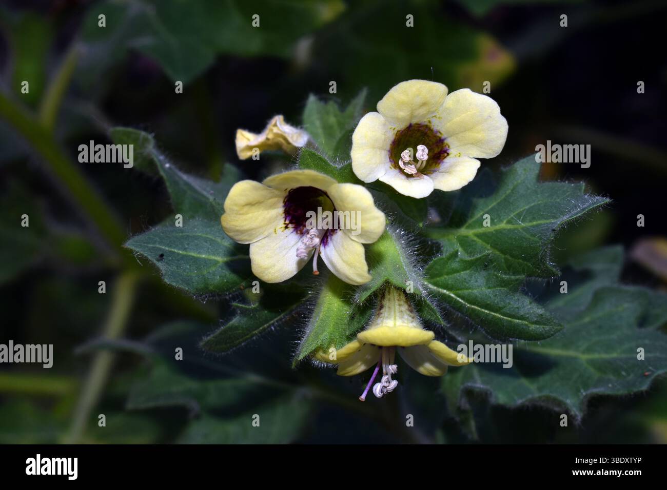 Henbane flowers (Hyoscyamus niger), a toxic, hallucinogenic and ...