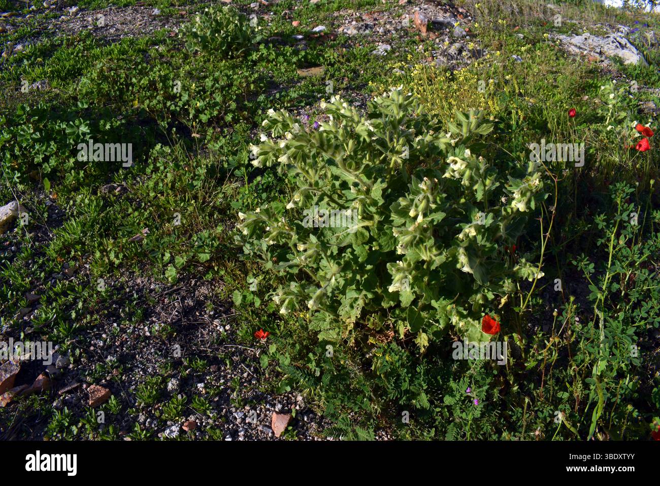 The Henbane plant (Hyoscyamus niger), a toxic, hallucinogenic and ...