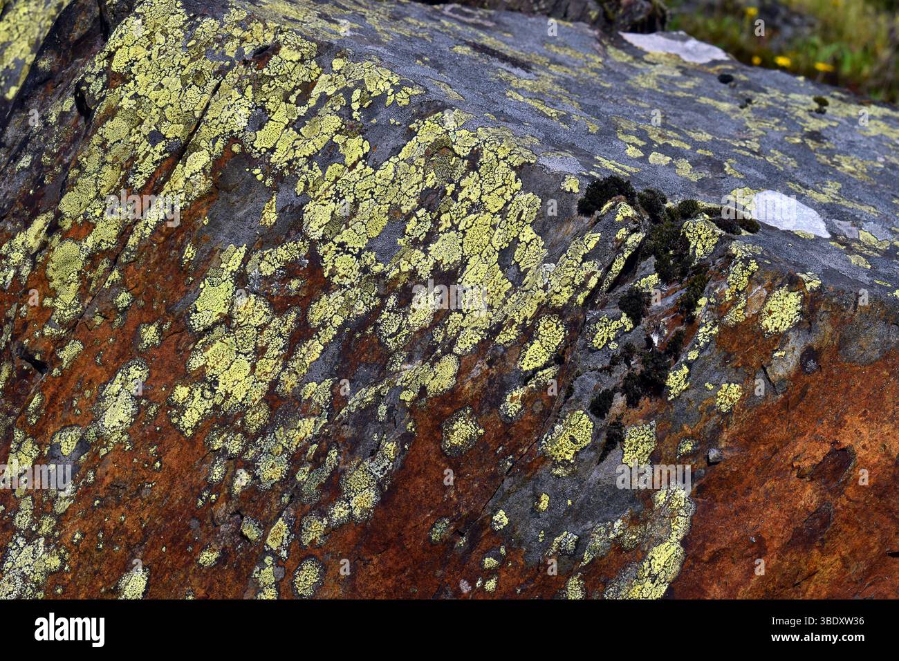 The map lichen (Rhizocarpon geographicum) on a rock Stock Photo - Alamy