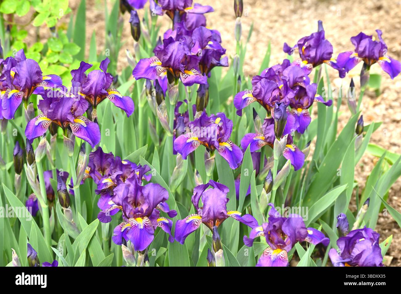 Early summer blooms of tall purple bearded Iris germanica UK May Stock ...
