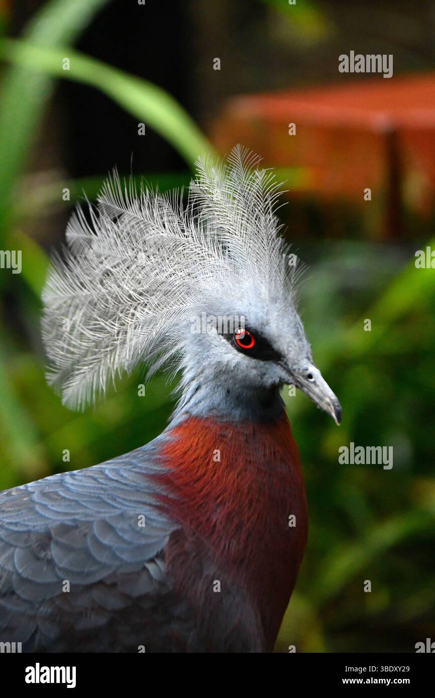 Victoria crowned pigeon (Goura Victoria) at Jurong Bird Park in ...