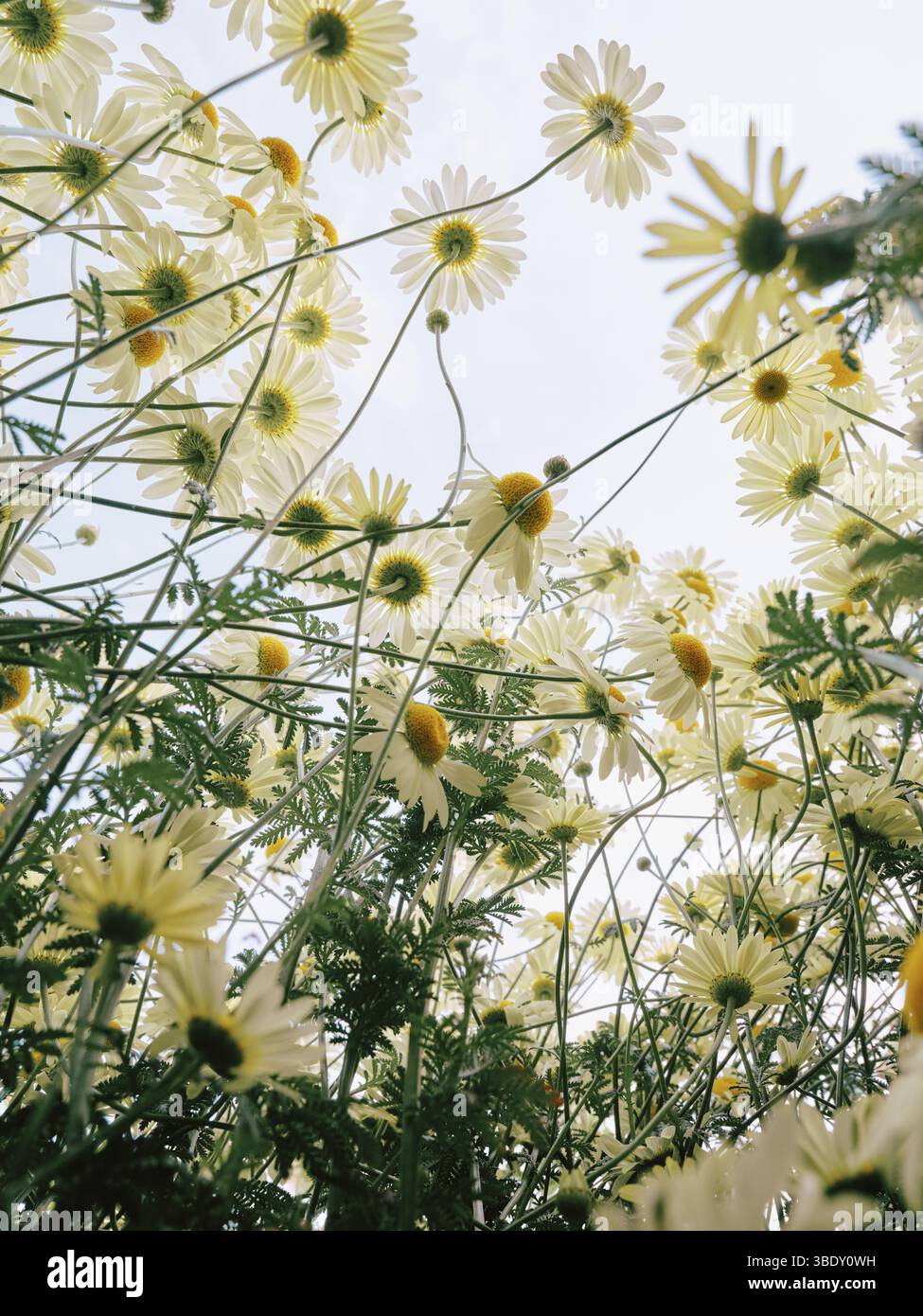White Echinacea summer flowers from below against the sky nature flora ...