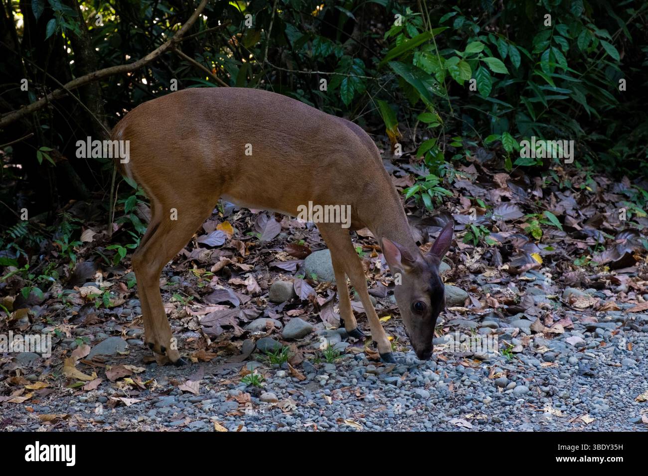 Red brocket deer foraging in the rainforest of costa rica Stock Photo ...