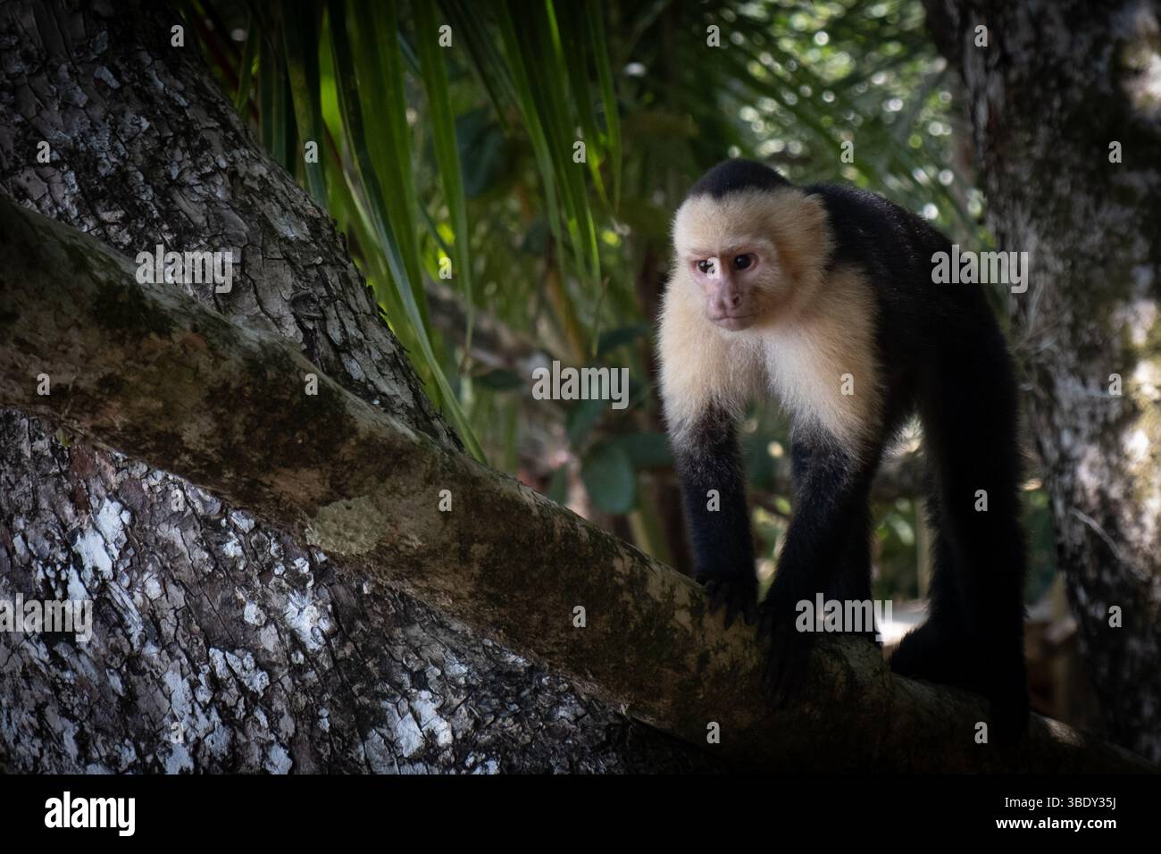Capuchin monkey carefully walking on a tree branch in its natural ...