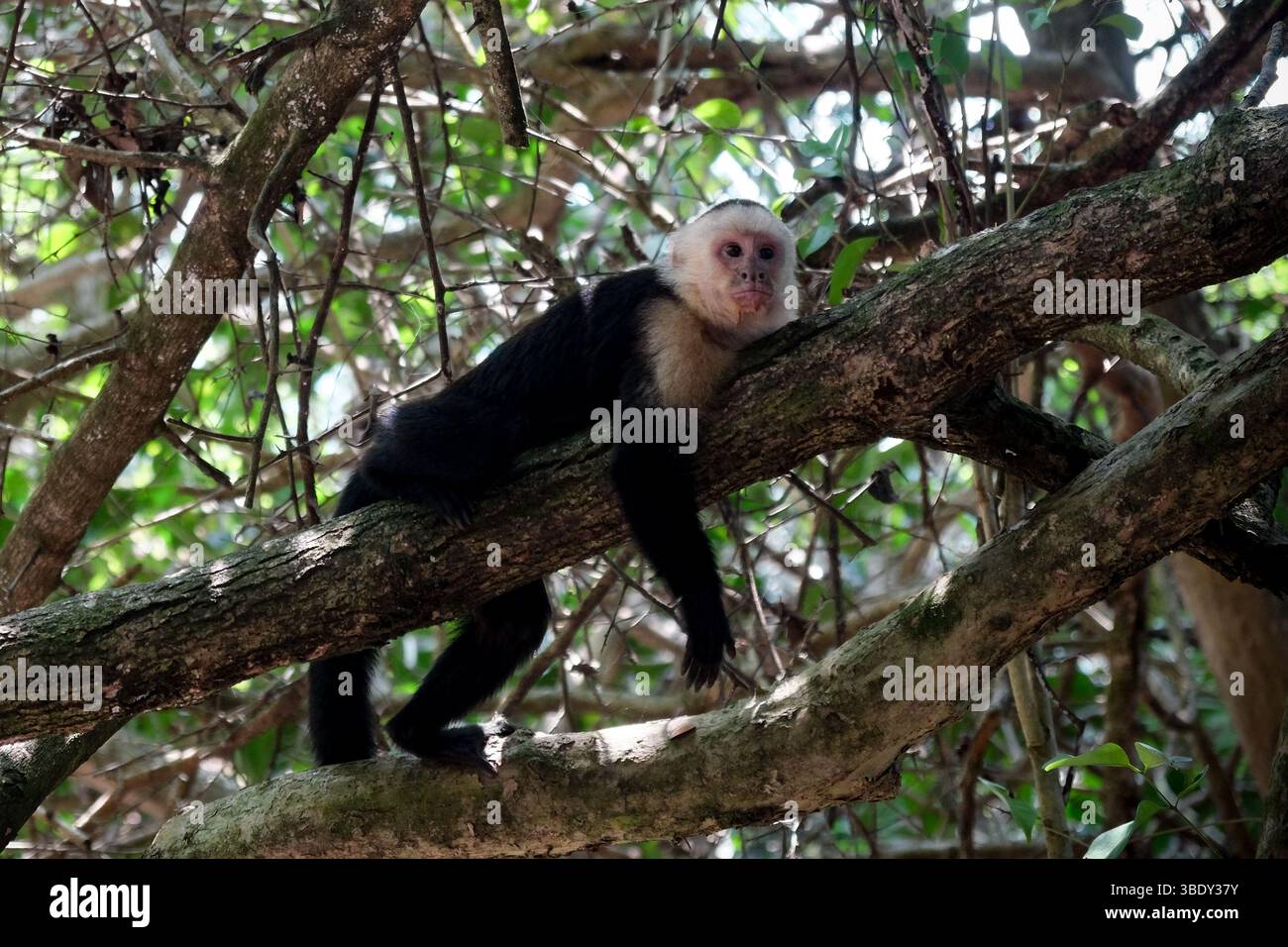 White-faced capuchin monkey relaxing on tree branch in tropical forest ...