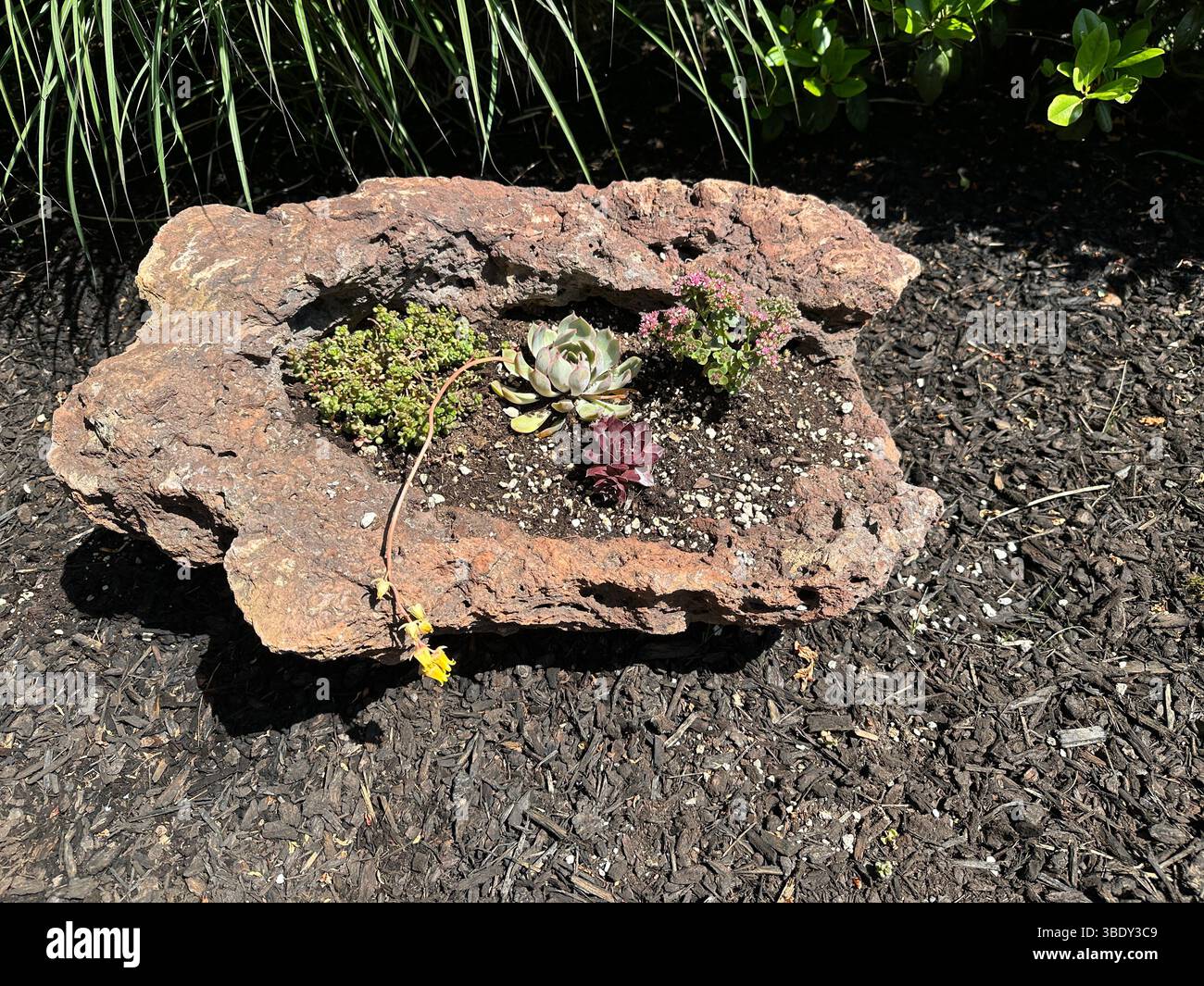 Succulent plants growing in a pot rock - a volcanic rock with holes ...