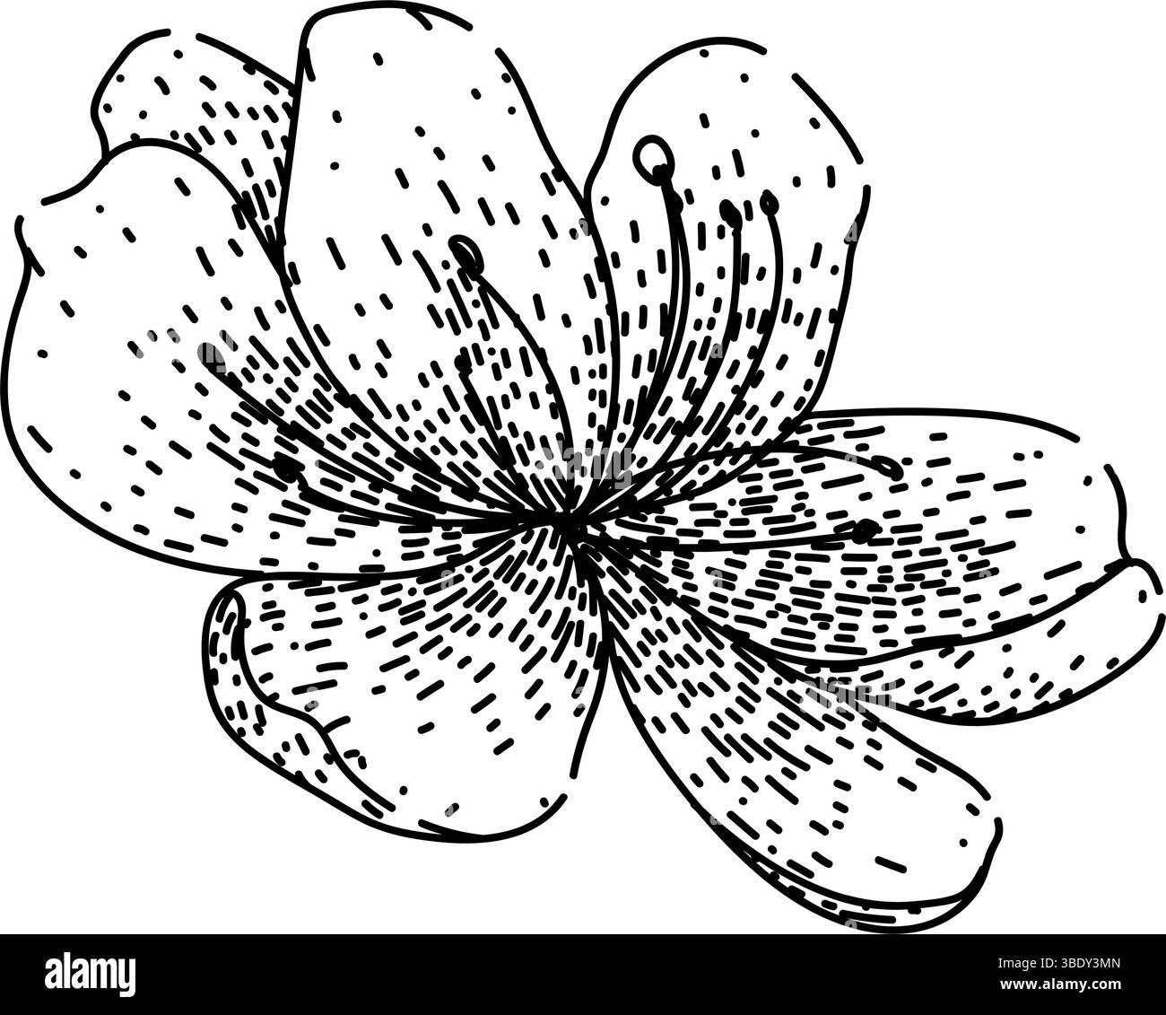 Hanami sakura Cut Out Stock Images & Pictures - Alamy