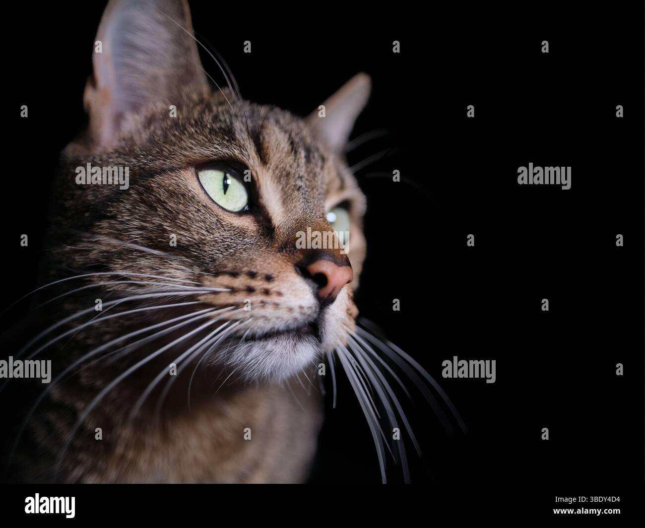 Close-up of a tabby cat with green eyes looking away, detailed fur and ...