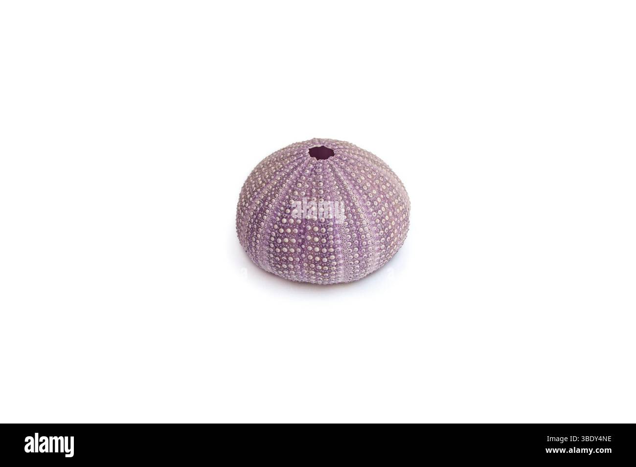 Violet sea urchin shell side view isolated on white background, soft ...