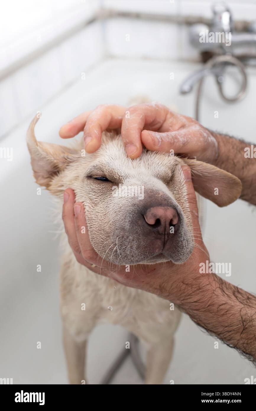 Male hand with shampoo foam washing a beige fur puppy head in a bath ...