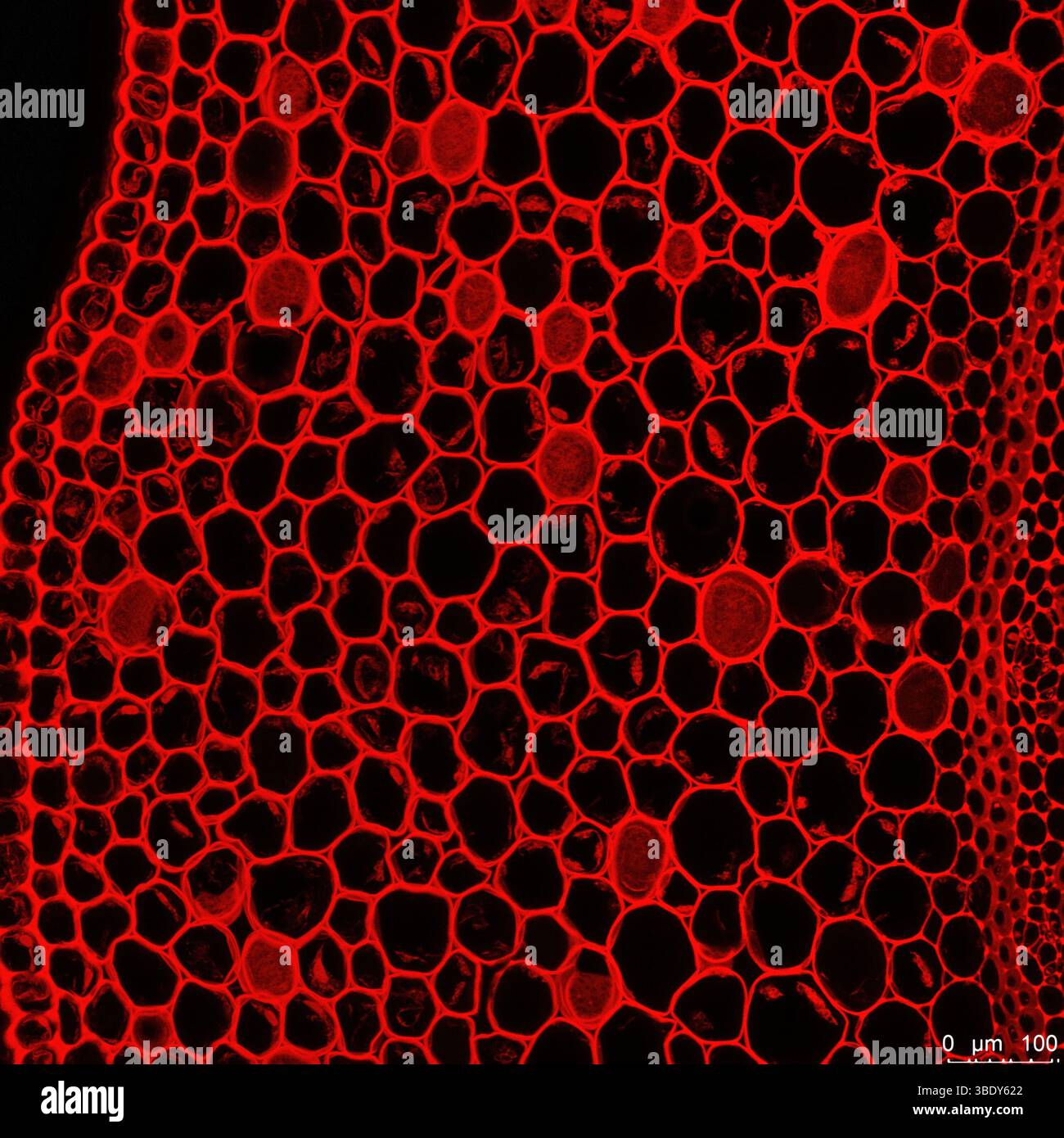 Convallaria plant microscopic sample, fluorescence signal observed with confocal laser scanning ...