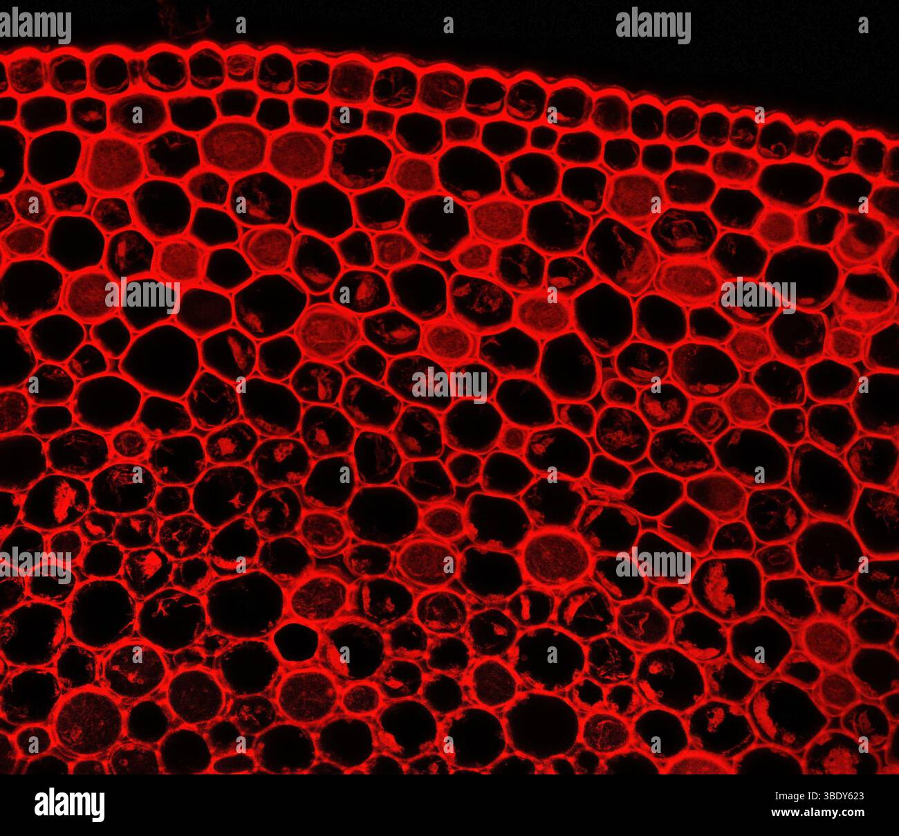 Convallaria plant microscopic sample, fluorescence signal observed with confocal laser scanning ...
