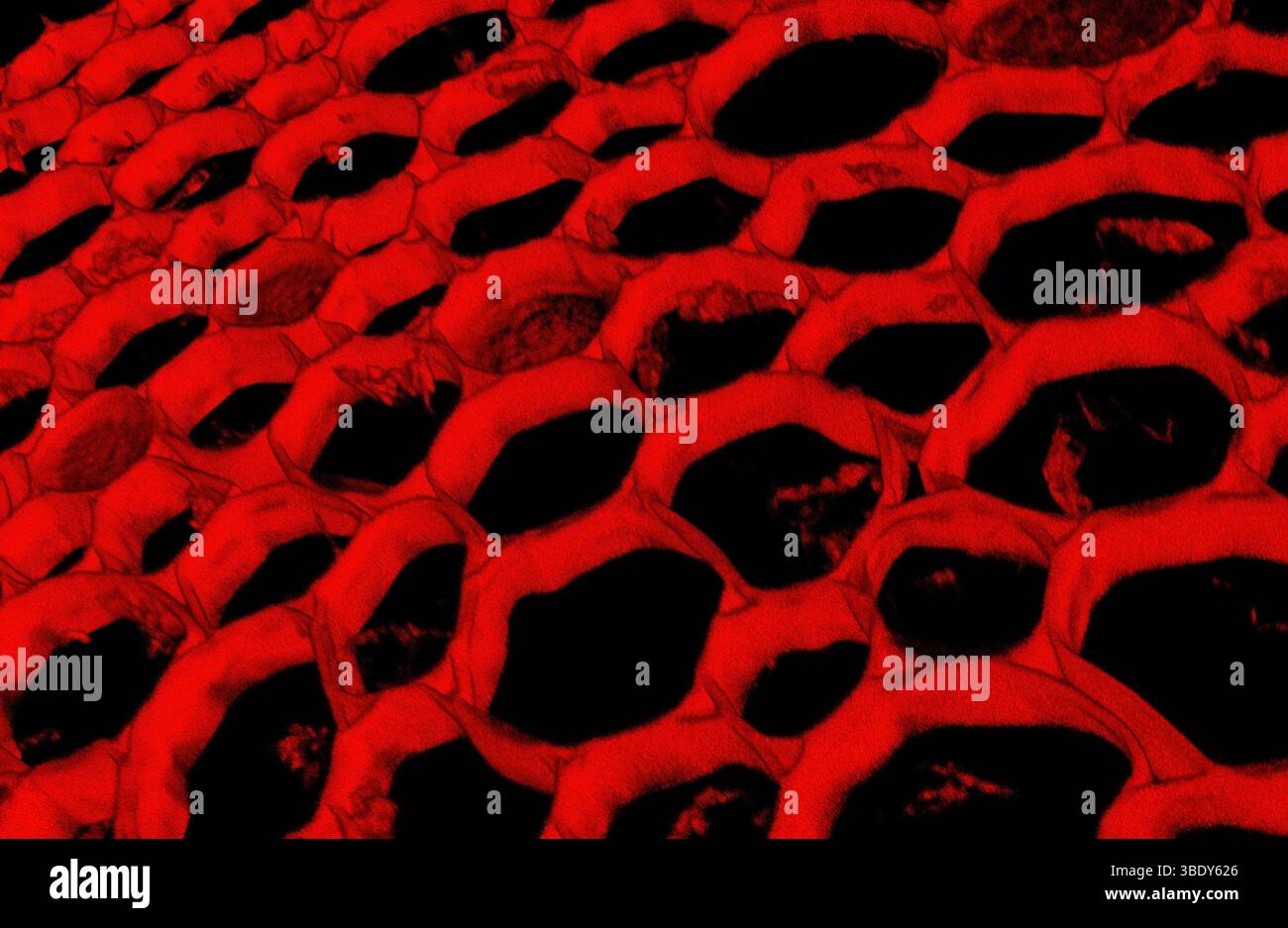 Convallaria plant microscopic sample, fluorescence signal observed with ...
