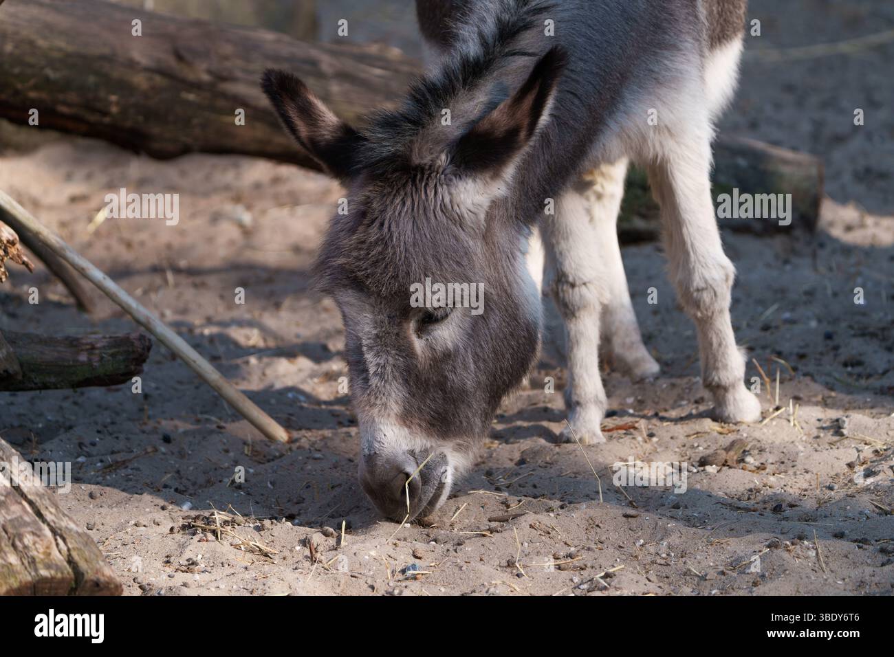 Close up shot for donkey in a barn Stock Photo - Alamy