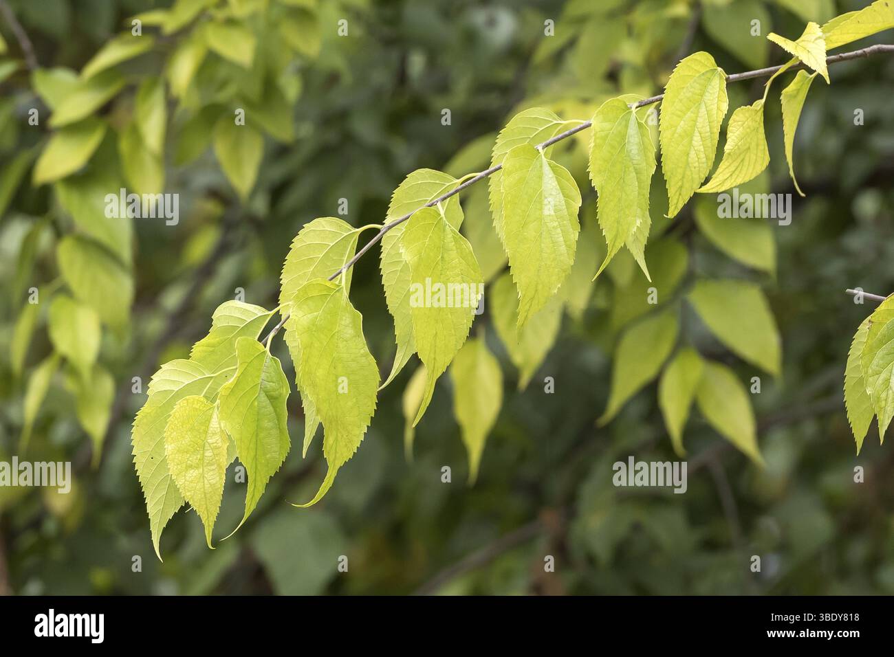 Celtis occidentalis (Celtis occidentalis), leaf, tree, deciduous tree ...