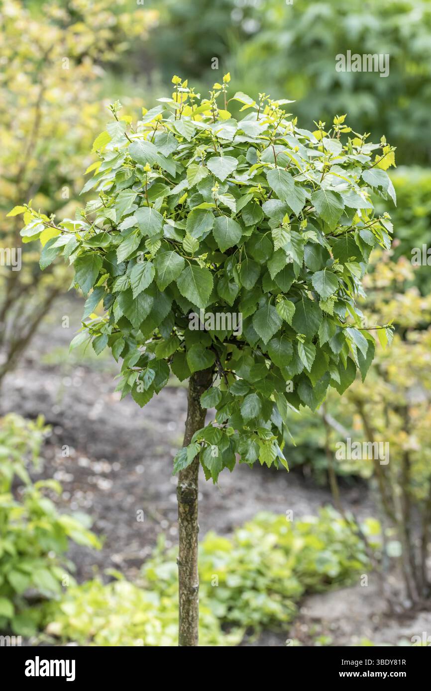 Spherical sand birch (Betula pendula MAGICAL GLOBE), tree, birch ...