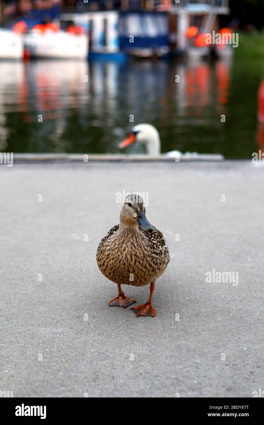 Cute duck standing on the dock and posing with a swan i background ...