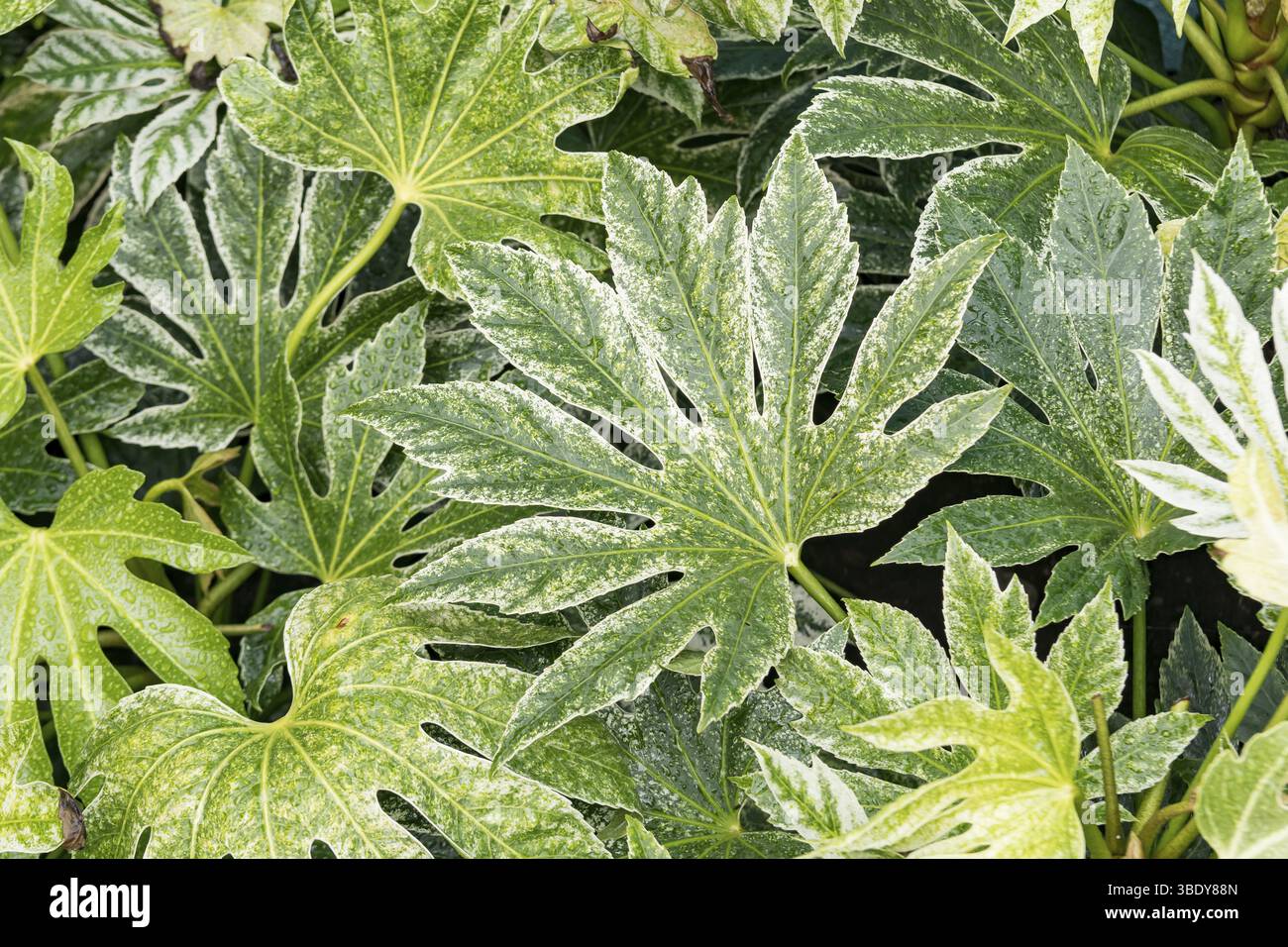 Indoor aralia (Fatsia japonica 'Spider's Web'), plant, deciduous shrub ...