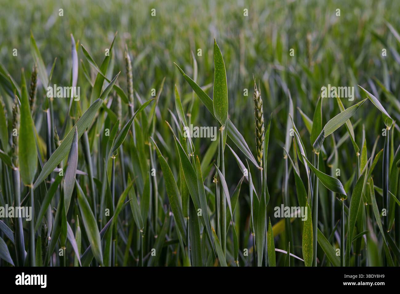 A field of green wheat at an early stage of growth in the spring season ...