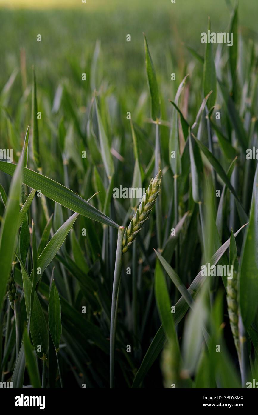 Agriculture, agronomy, ecology, organic farming and environmental care ...