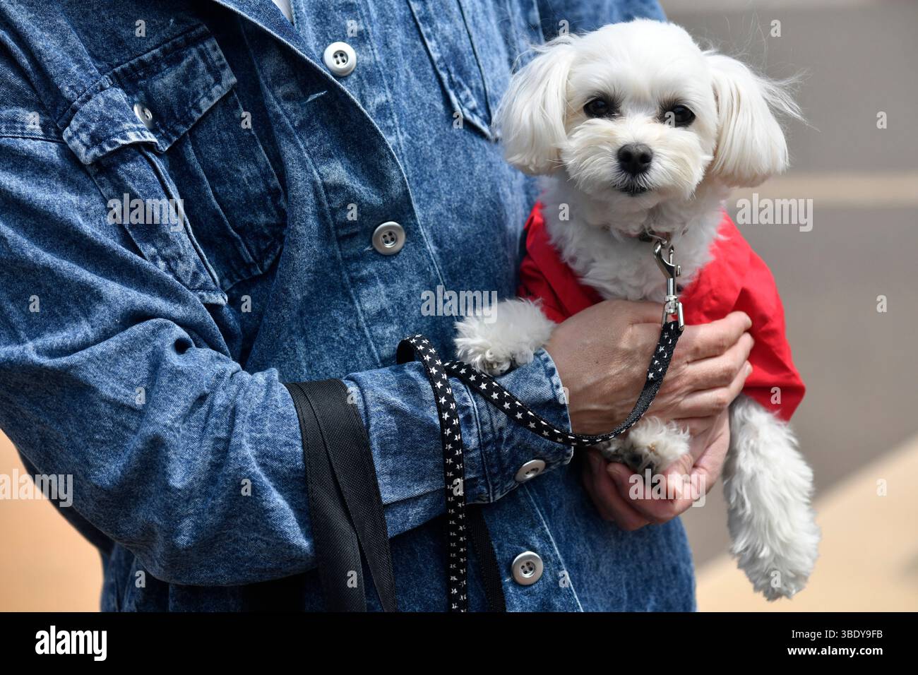 Japanese woman holding little poodle dog,Japan,Asia Stock Photo - Alamy