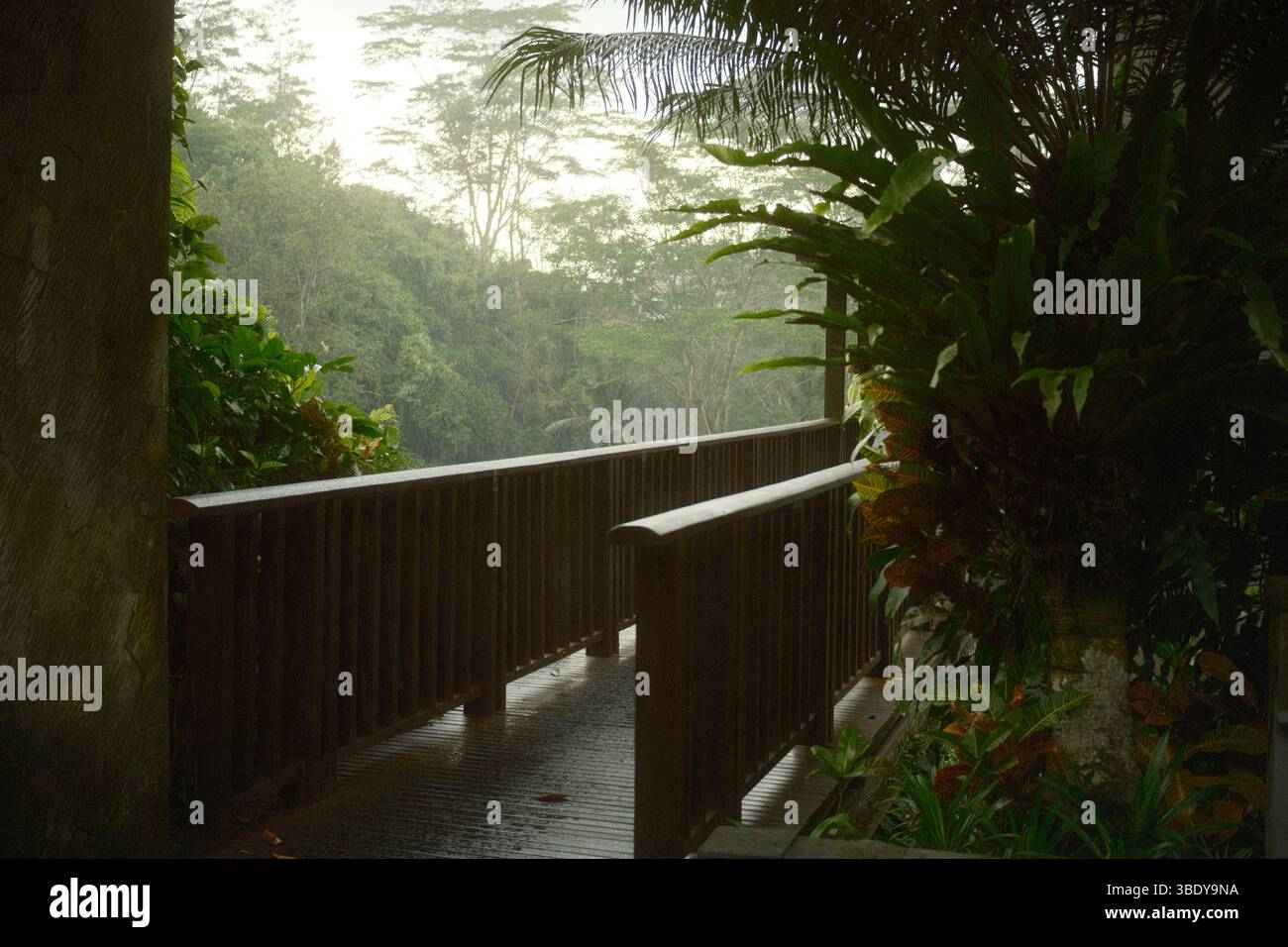 Jungle landscape wooden bridge hi-res stock photography and images - Alamy