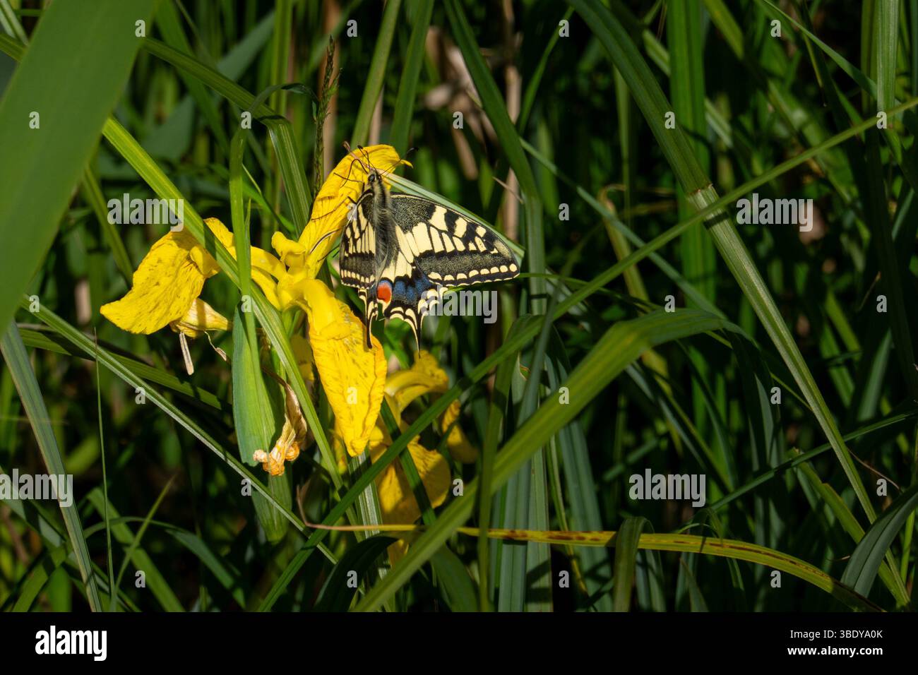 swallowtail butterfly (Papilio machaon) Norfolk UK Stock Photo - Alamy