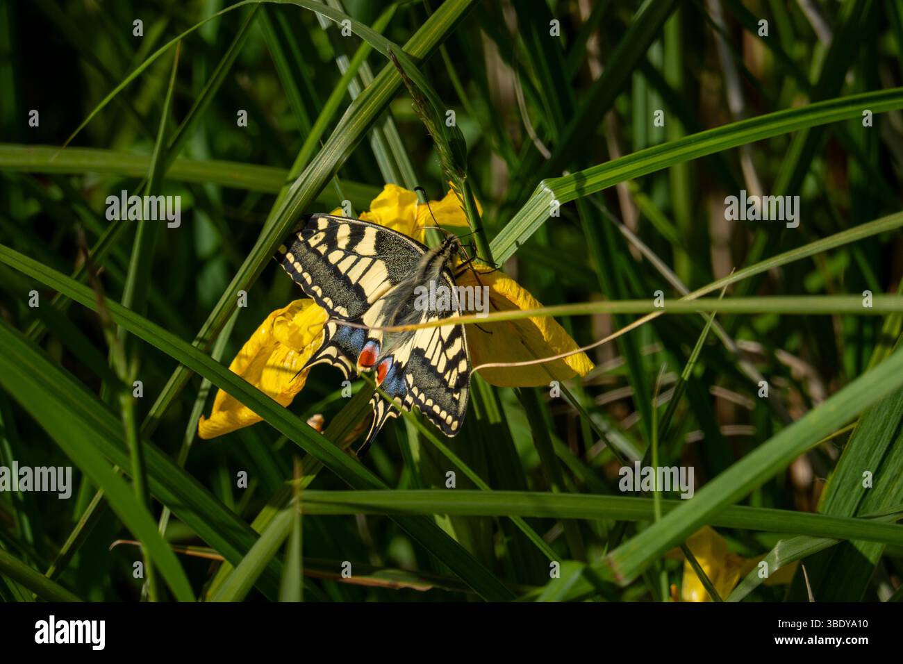 swallowtail butterfly (Papilio machaon) Norfolk UK Stock Photo - Alamy