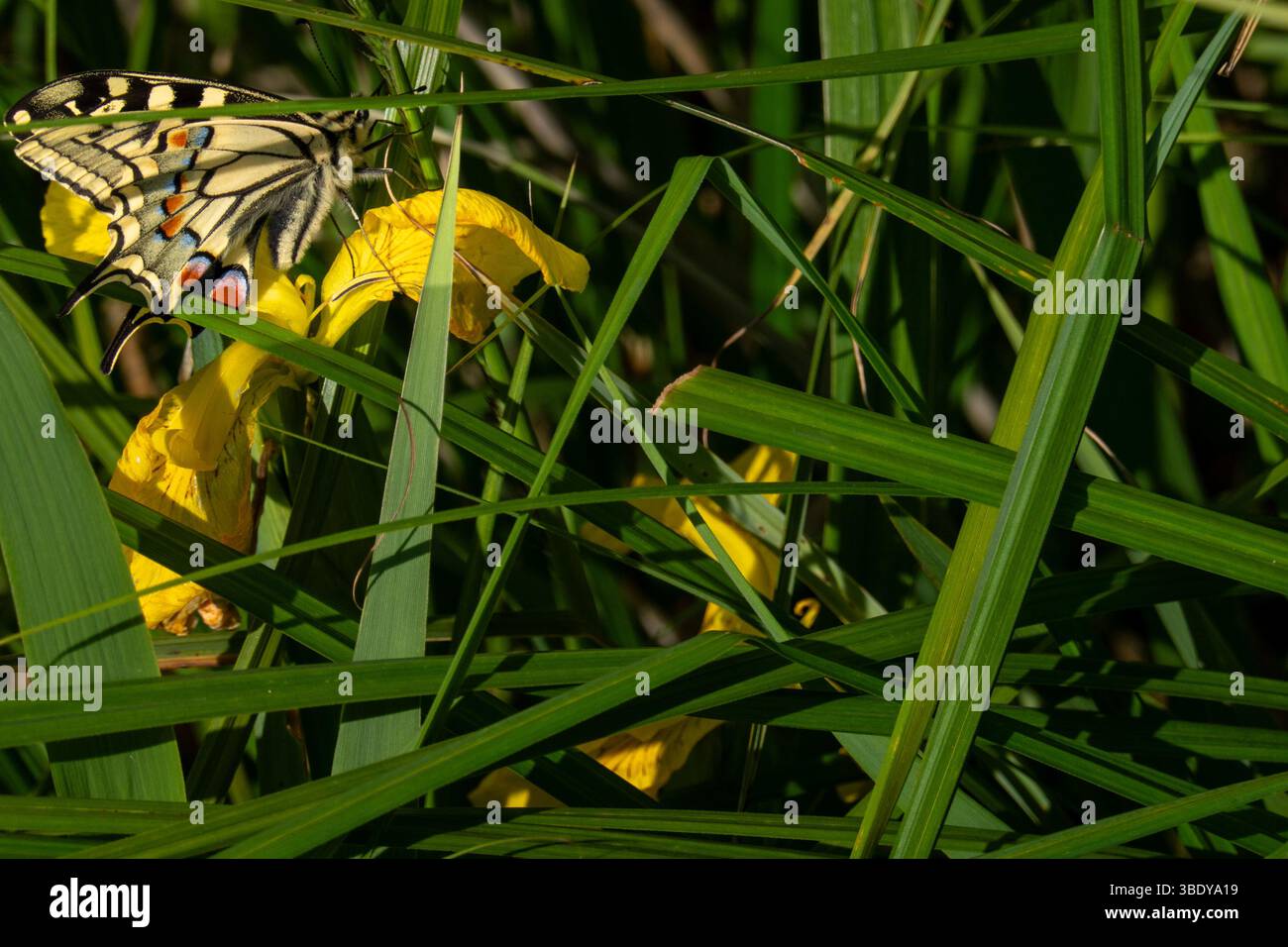 swallowtail butterfly (Papilio machaon) Norfolk UK Stock Photo - Alamy