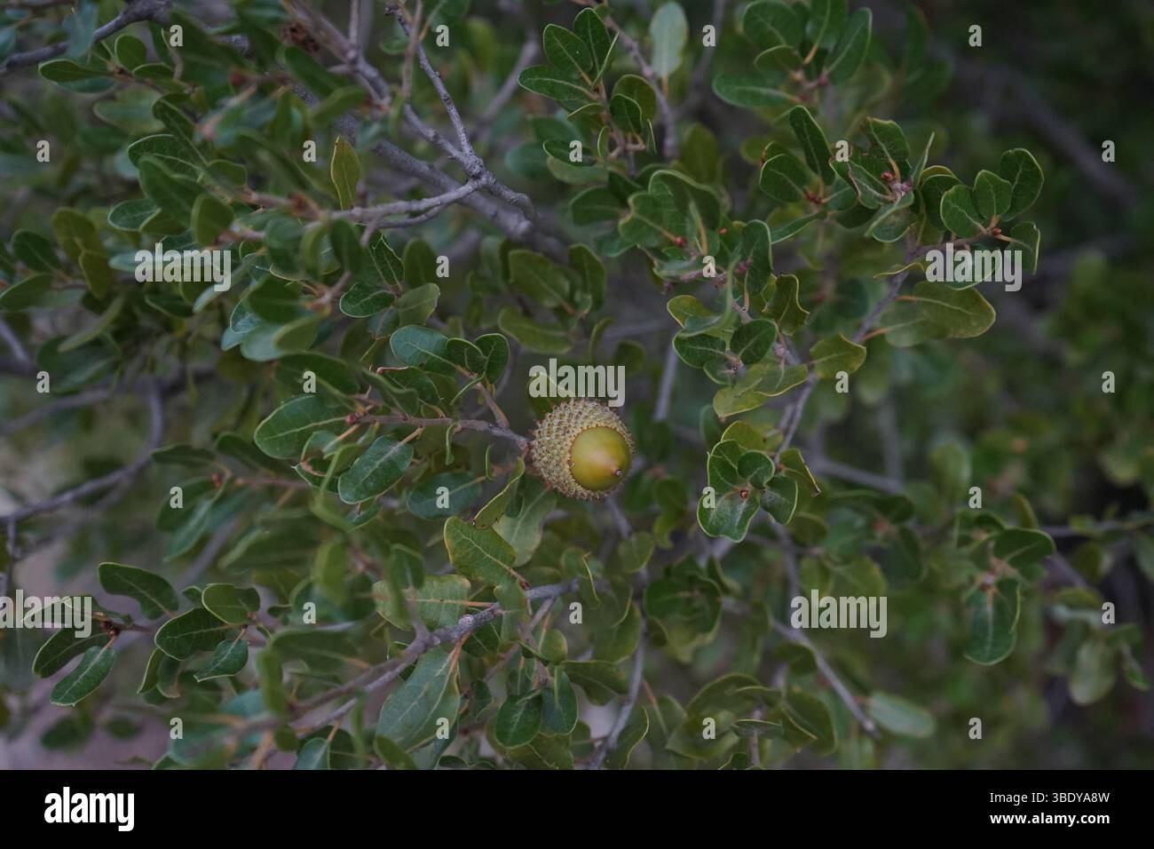 Quercus coccifera, the kermes oak or commonly known as Palestine oak is ...