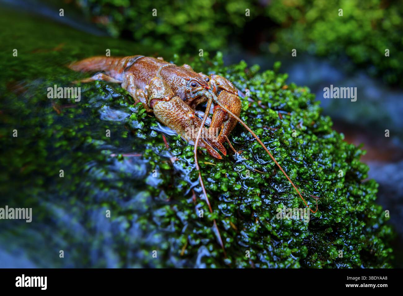 Stone crayfish crawling among river rocks in clear freshwater habitat ...