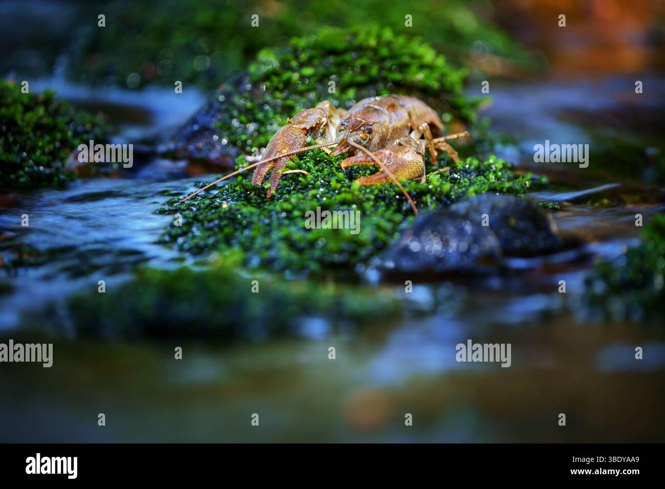 Stone crayfish crawling among river rocks in clear freshwater habitat ...