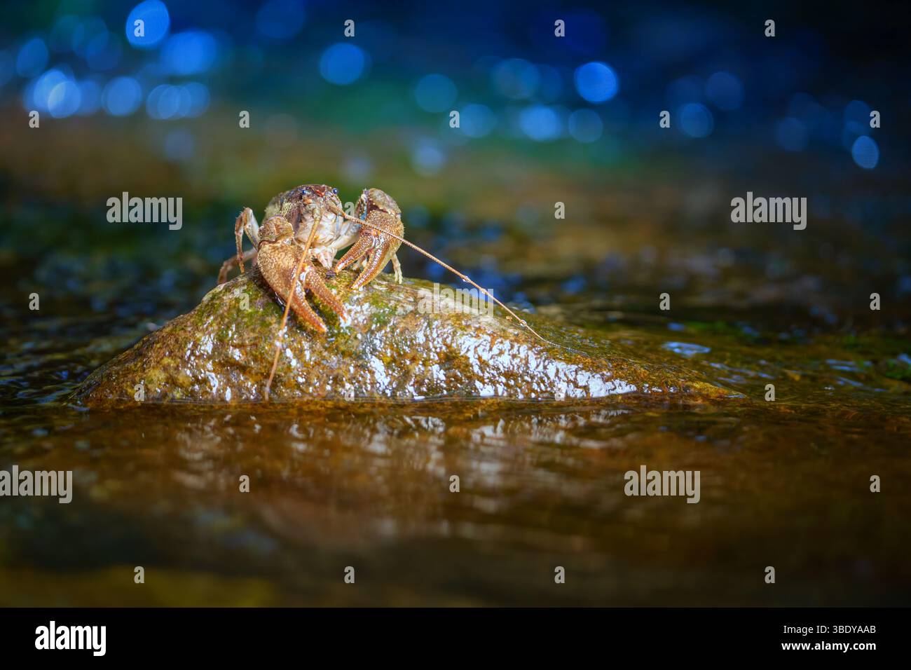 Stone crayfish crawling among river rocks in clear freshwater habitat ...