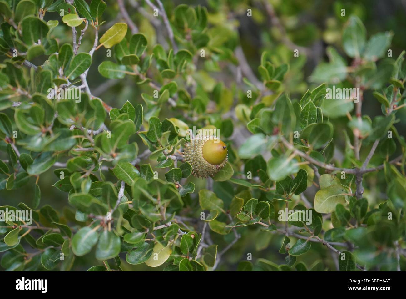 Quercus coccifera, the kermes oak or commonly known as Palestine oak is ...
