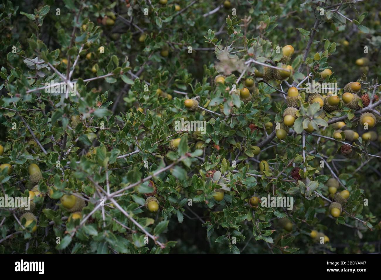 Quercus coccifera, the kermes oak or commonly known as Palestine oak is ...