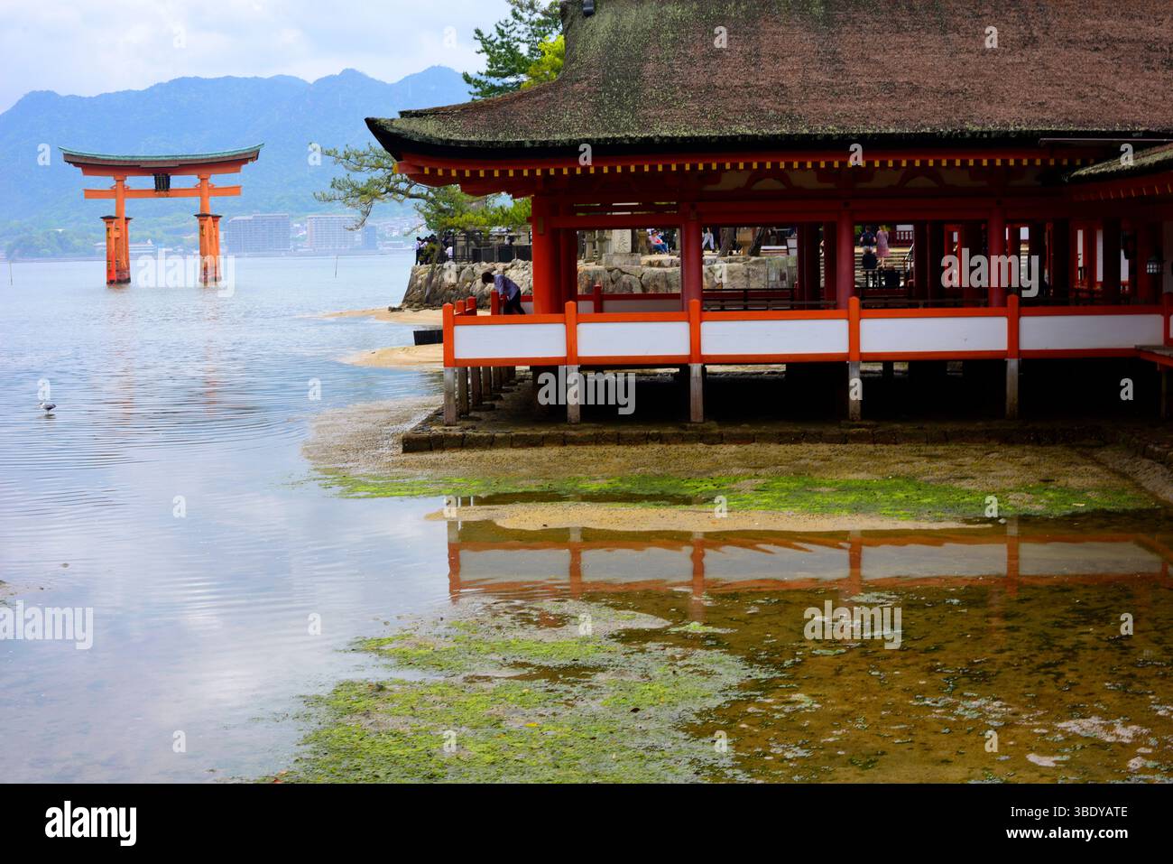 The floating Miyajima torii gate of Itsukushima Shrine, UNESCO ...