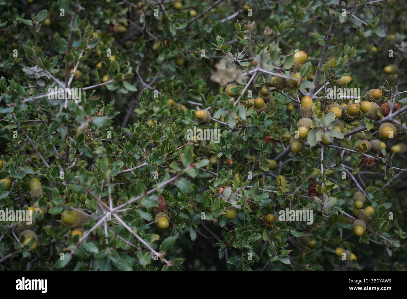 Quercus coccifera, the kermes oak or commonly known as Palestine oak is ...