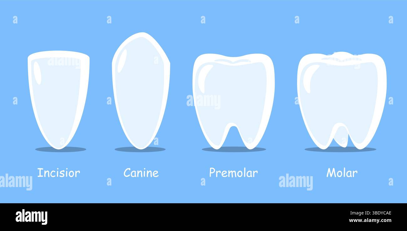 Types of human teeth . Dental cartoon illustration . Vector Stock ...